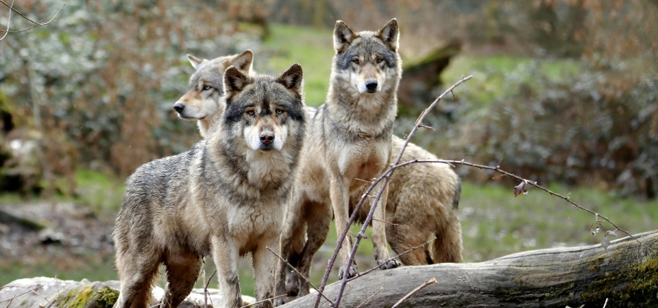 Animal Agency in Our Shared History | Ivan Allen College of Liberal Arts